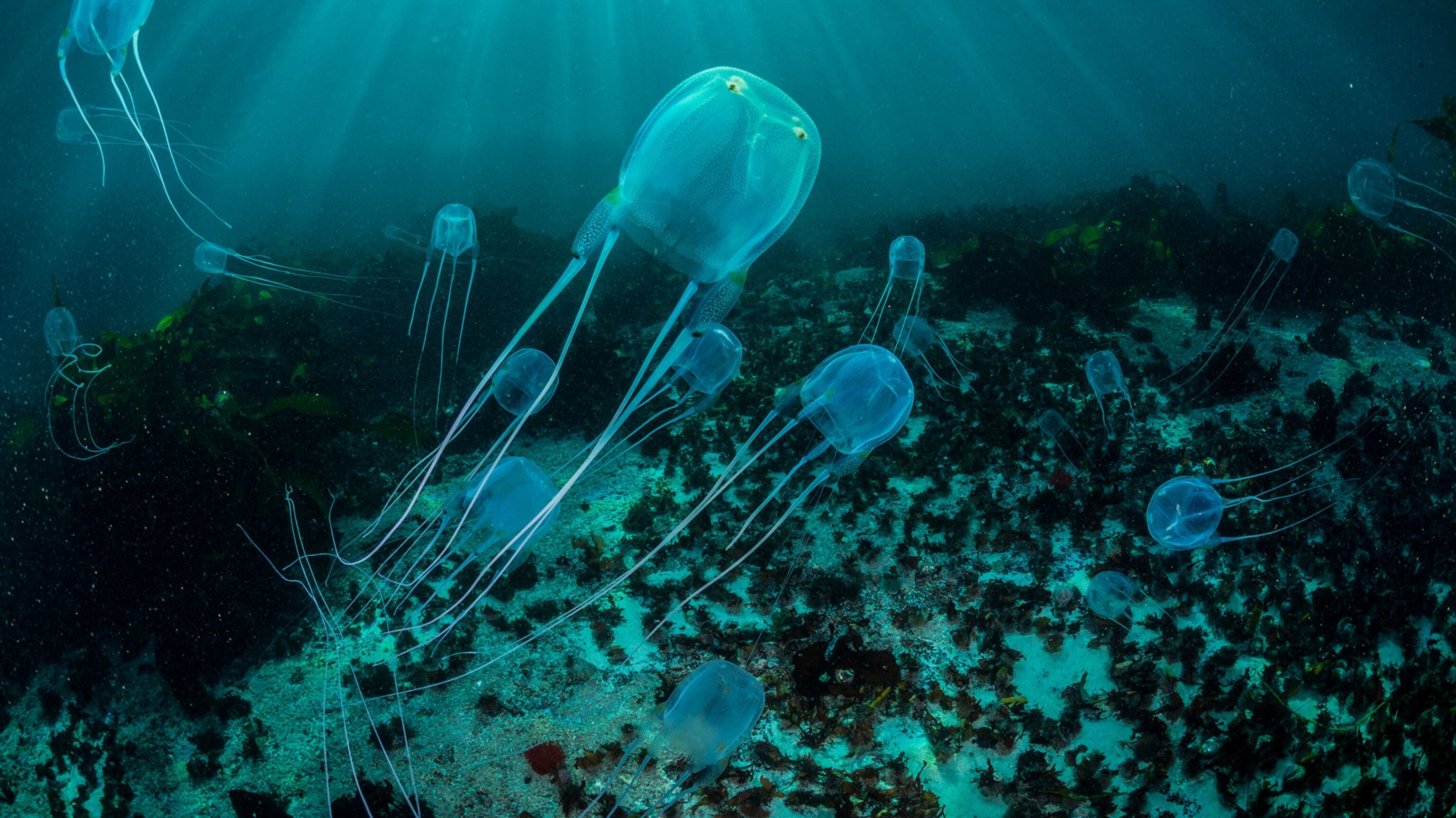 Box Jellyfish Aquarium