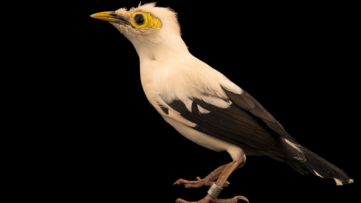 Market for Songbirds in Indonesia Brings Black-Winged Mynahs to Edge of ...
