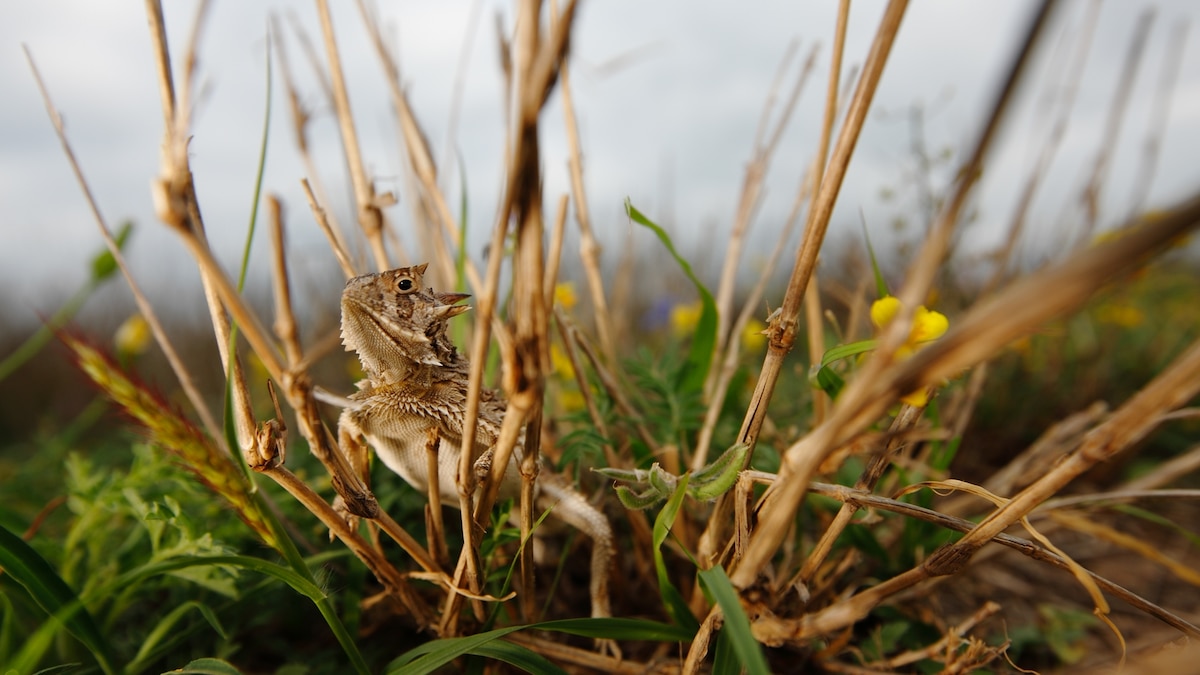 These reptiles have gone viral. Can you find them? | National Geographic