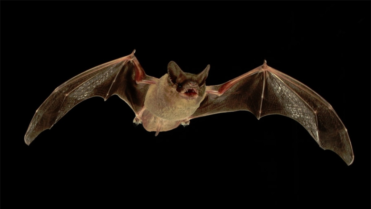 Bats Jam Each Other’s Sonar | National Geographic