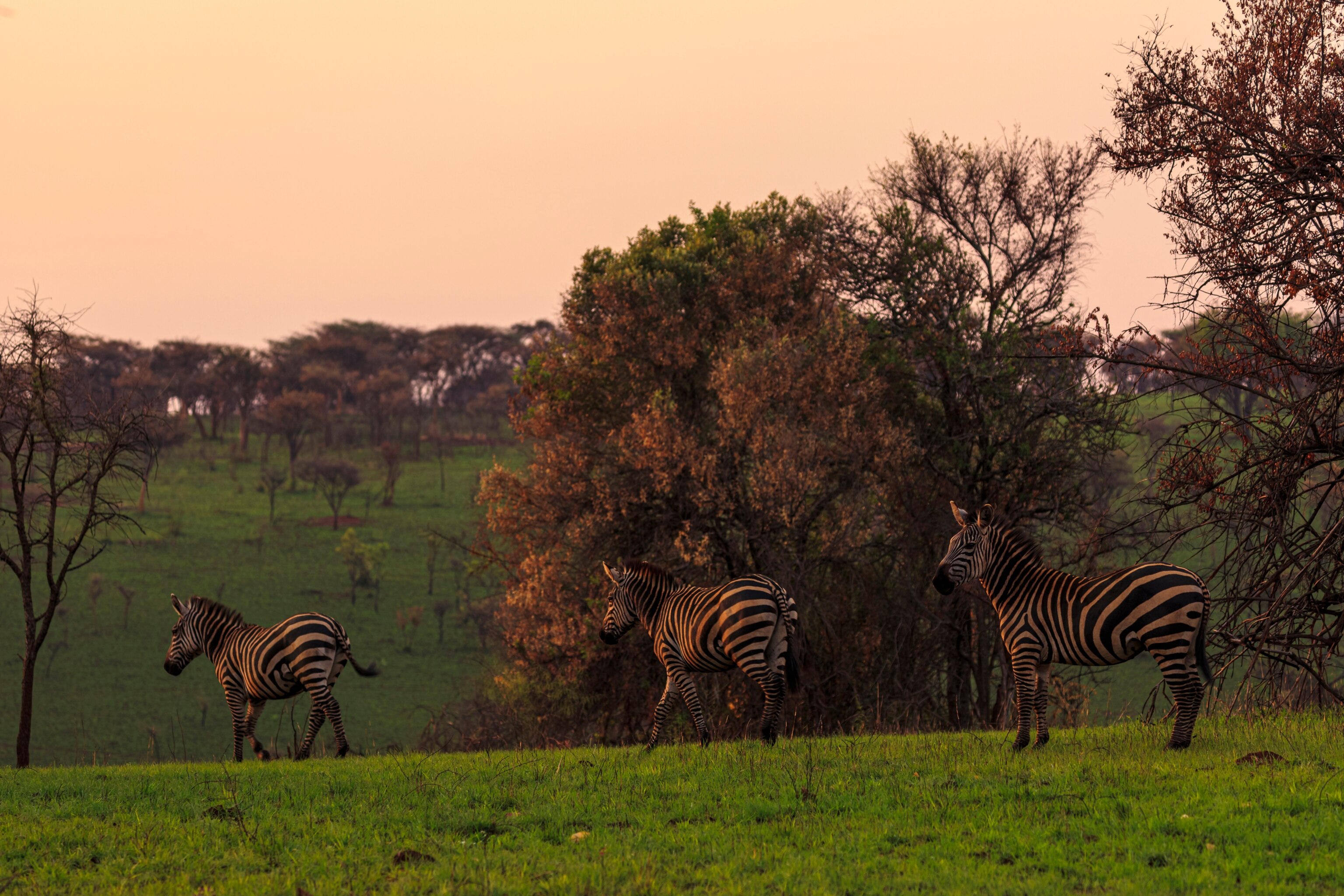 Rwanda rising: A commitment to conservation