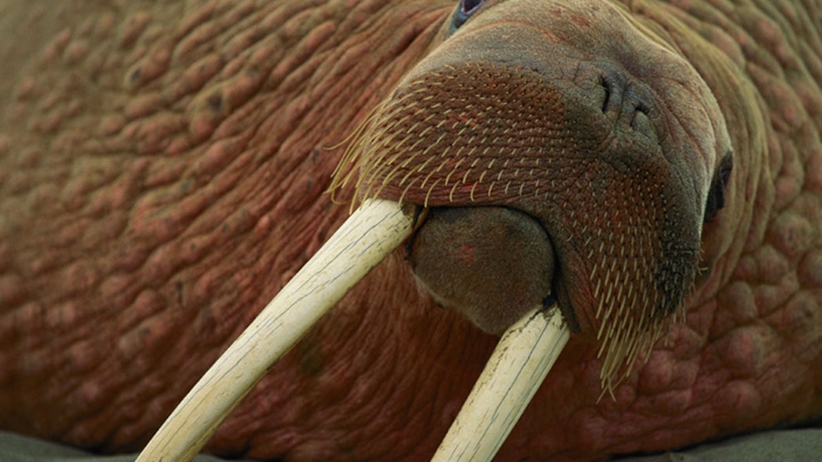 Walrus In Wales Wally the walrus spotted mounting yachts in Isles of ... Walrus In Wales Wally the walrus spotted mounting yachts in Isles of ...