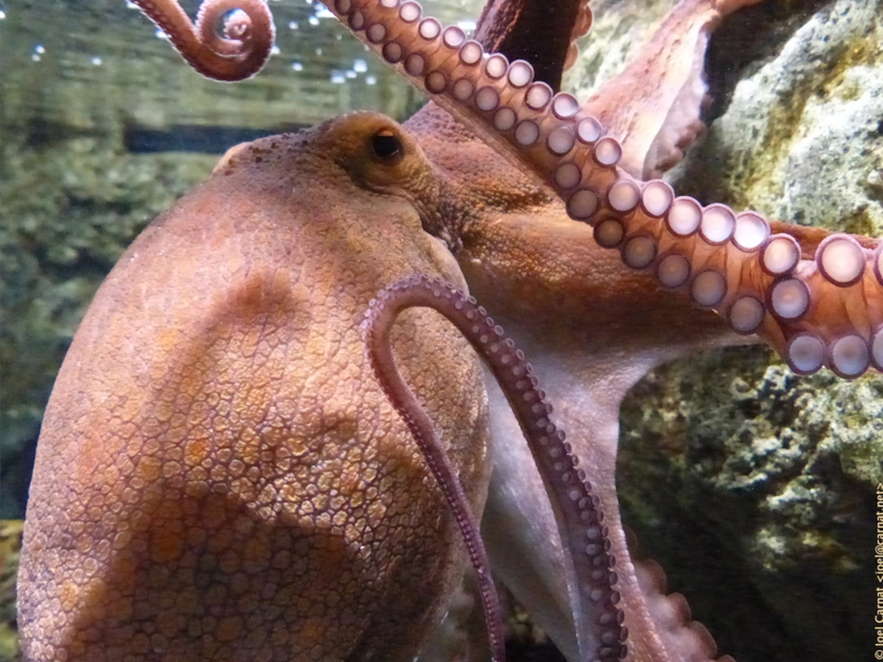 Octopuses, and Maybe Squid, Can Sense Light With Their Skin