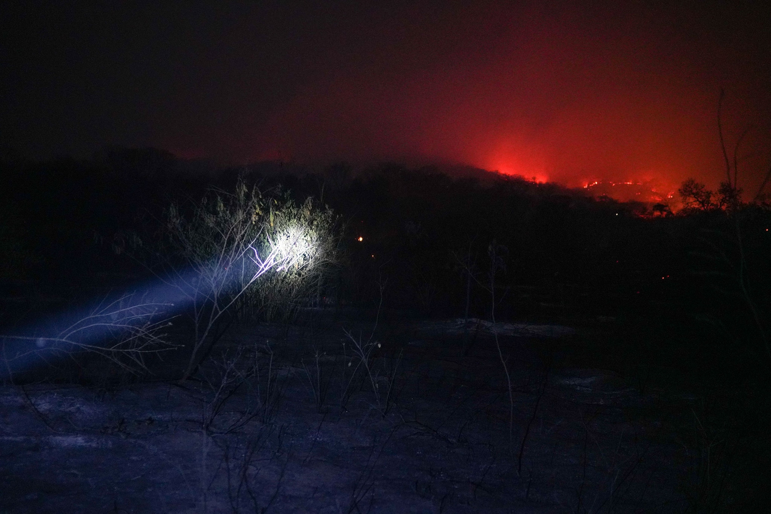 Inside the efforts to help animals hurt by the Amazon fires