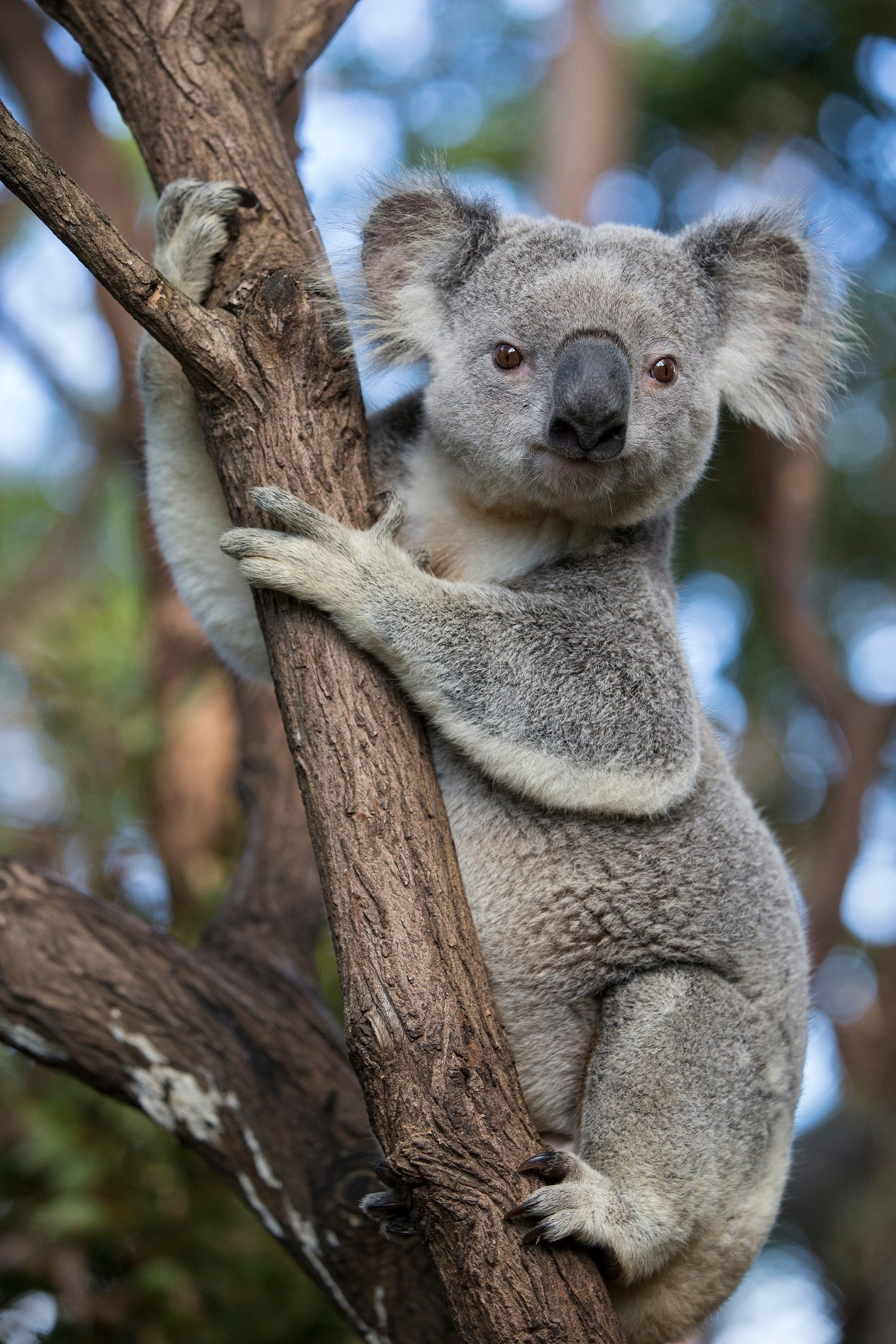 No, koalas aren't 'functionally extinct'—yet