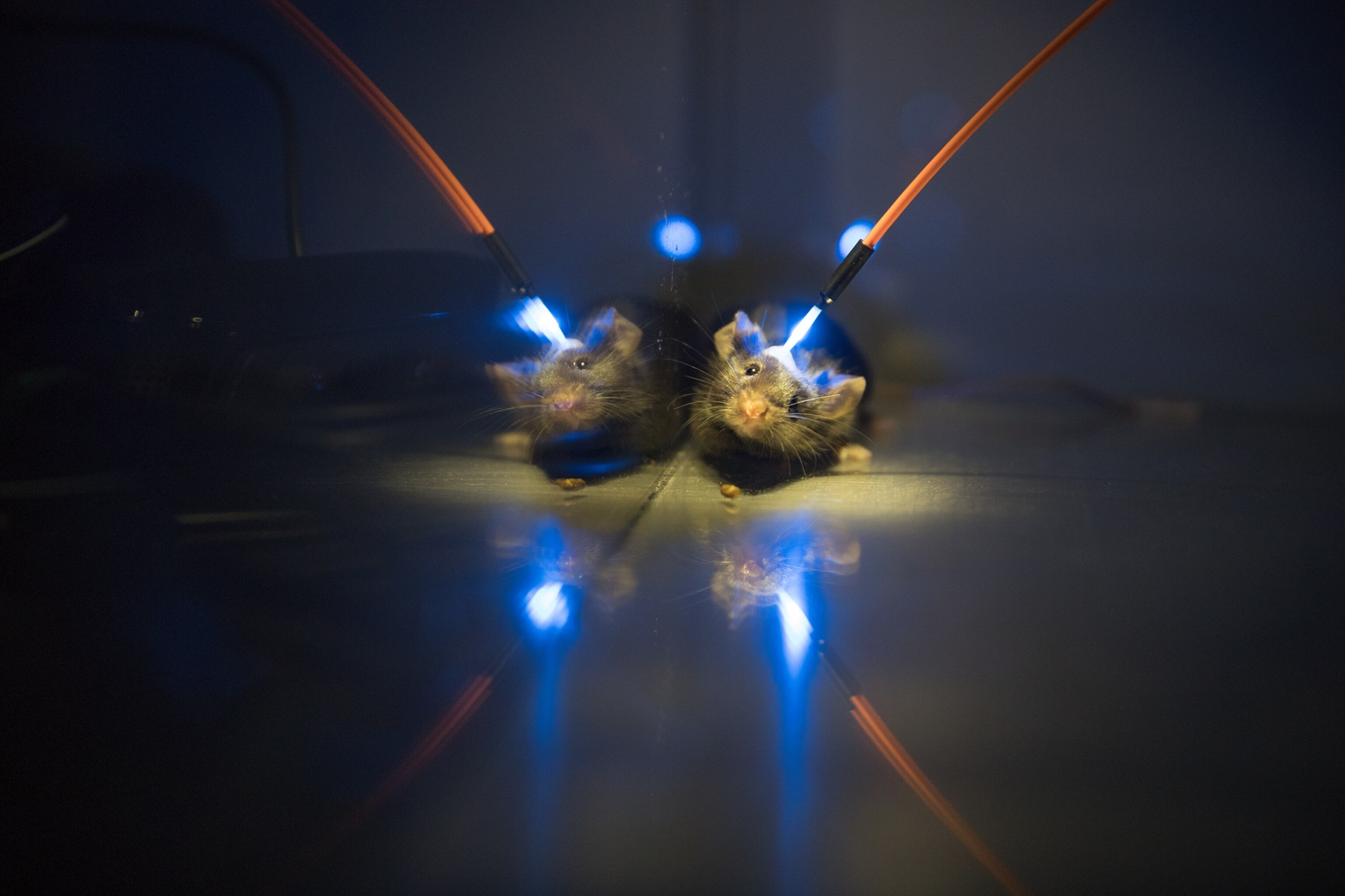 Sleep Science: In the Era of Screens, Rest is Crucial