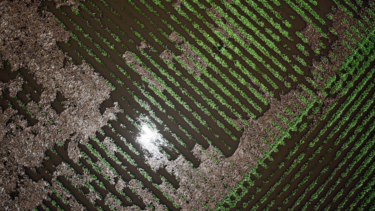 World food instability looms if no action to reduce carbon emissions ...