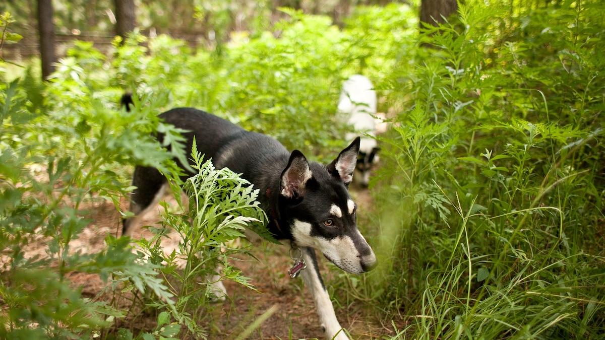 America's Oldest Dog Discovery Helps Solve Canine DNA Riddle | National ...