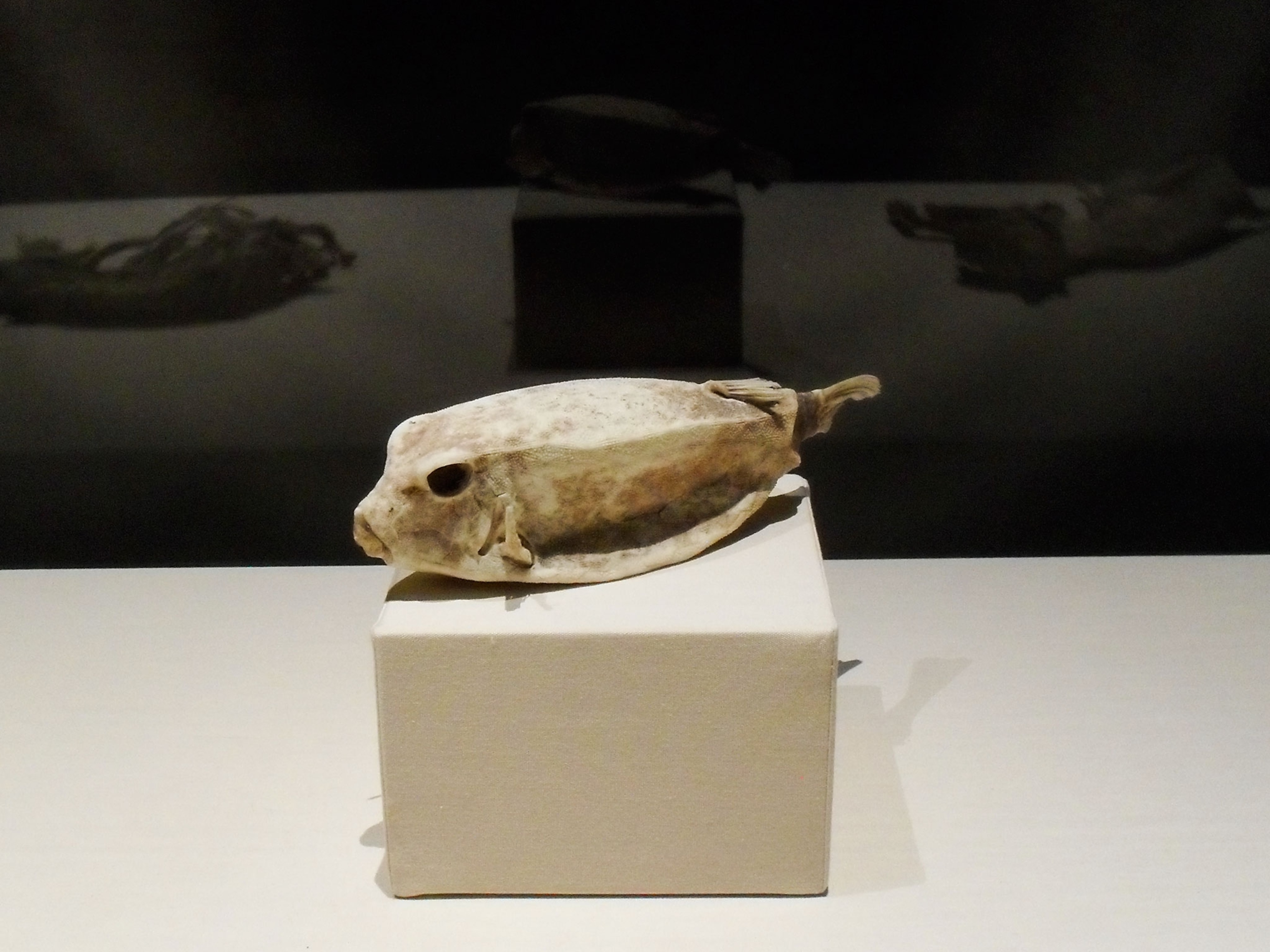 5 Facts About the Surprisingly Wide World of Animal Mummies