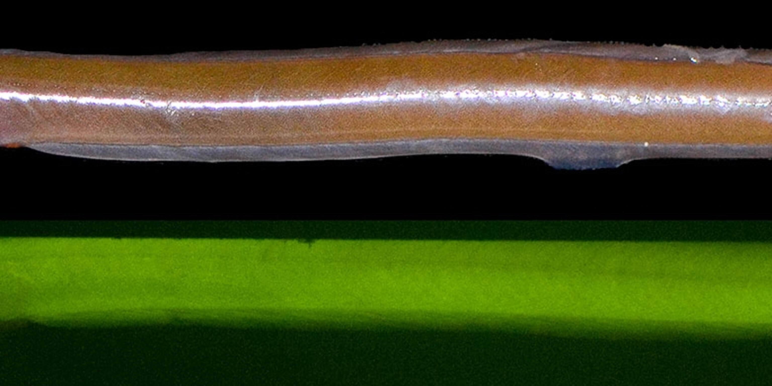 Move Over, Glowing Turtle—Meet the Glowing Eels