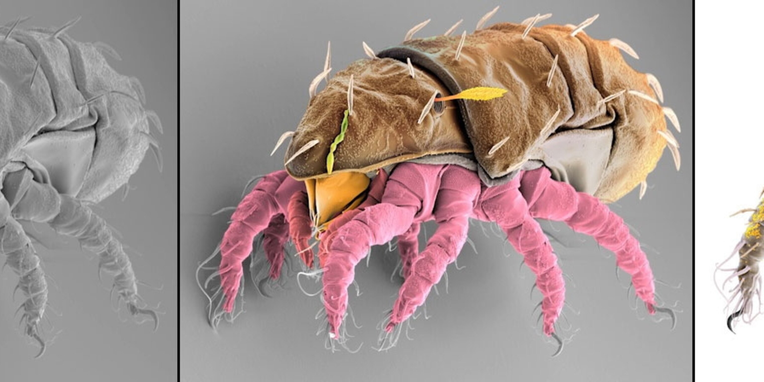 Dr. Oeggerli’s Beautiful Little Monsters