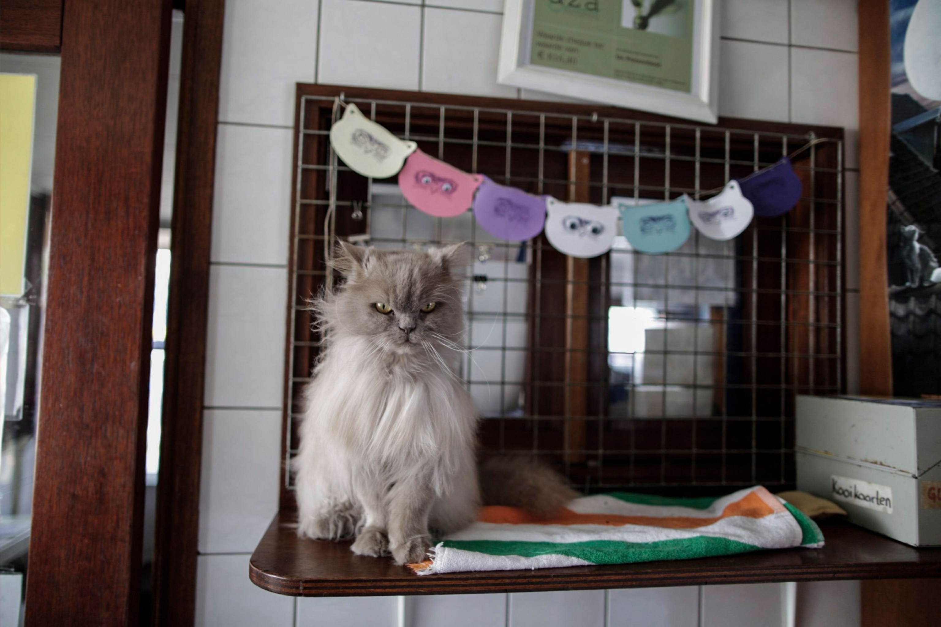 See Pictures of the Catboat in Amsterdam
