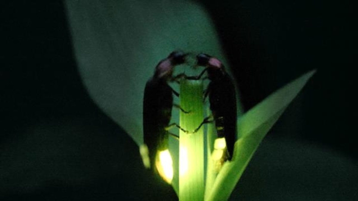 How these mysterious fireflies synchronize their dazzling light shows ...