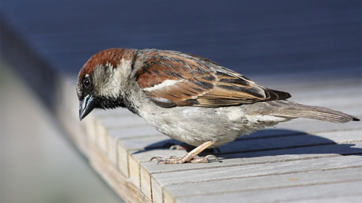Urban noise can turn sparrow females into bad mums | National Geographic