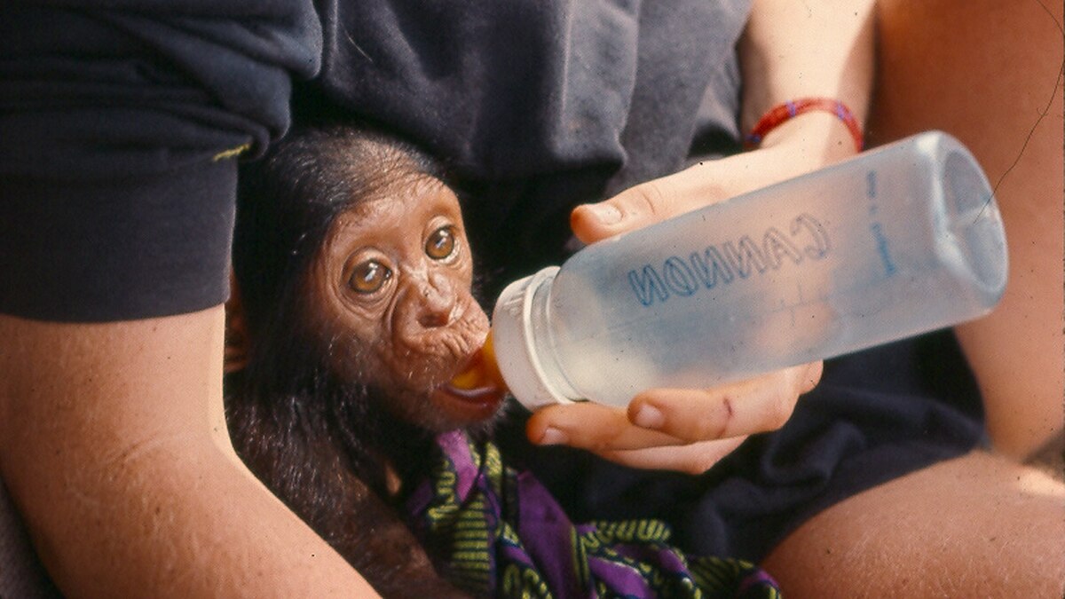 Long Journey of Kobi the Chimpanzee Ends in Retirement | National ...