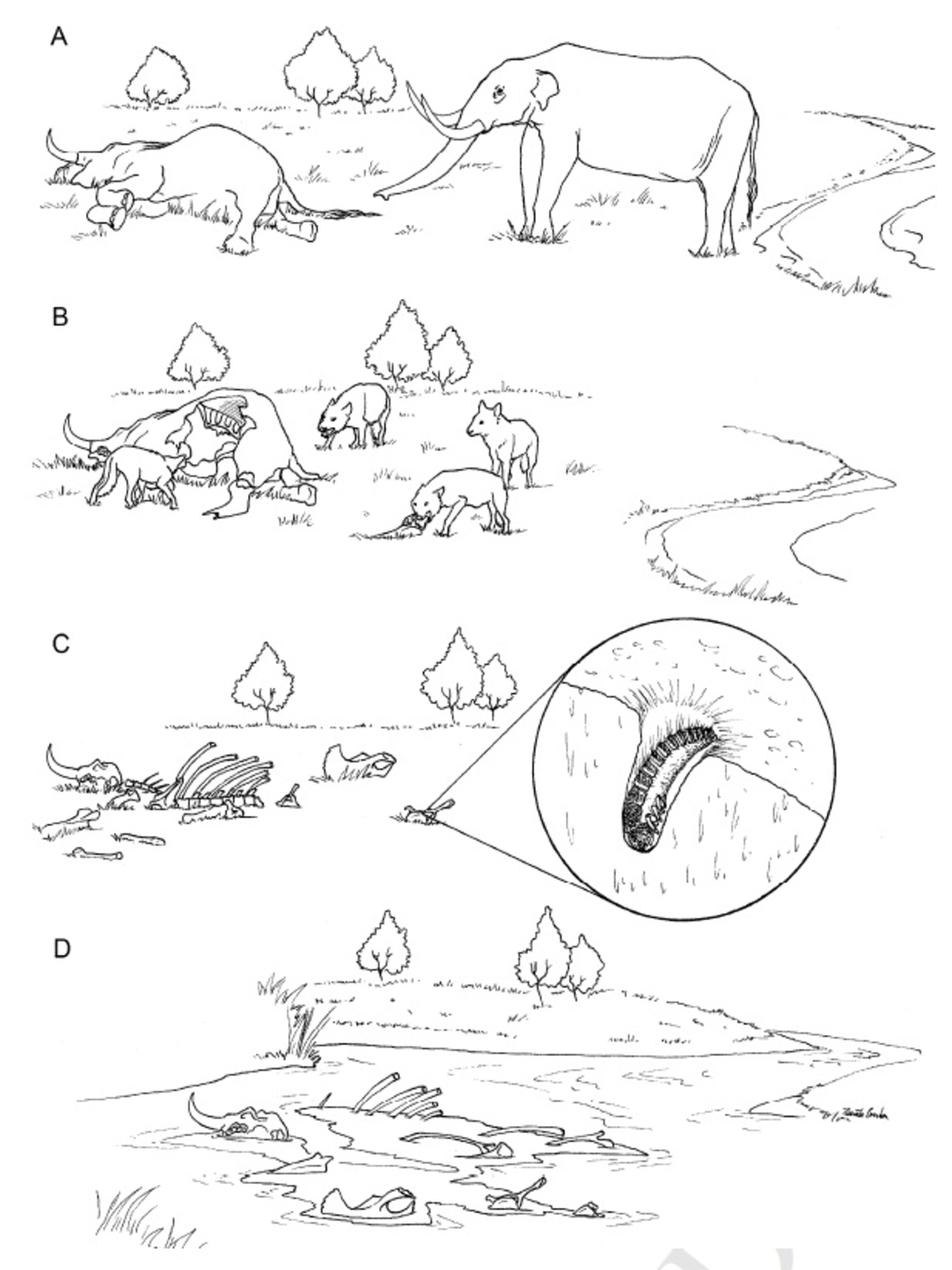 Doing the Haplomastodon Breakdown