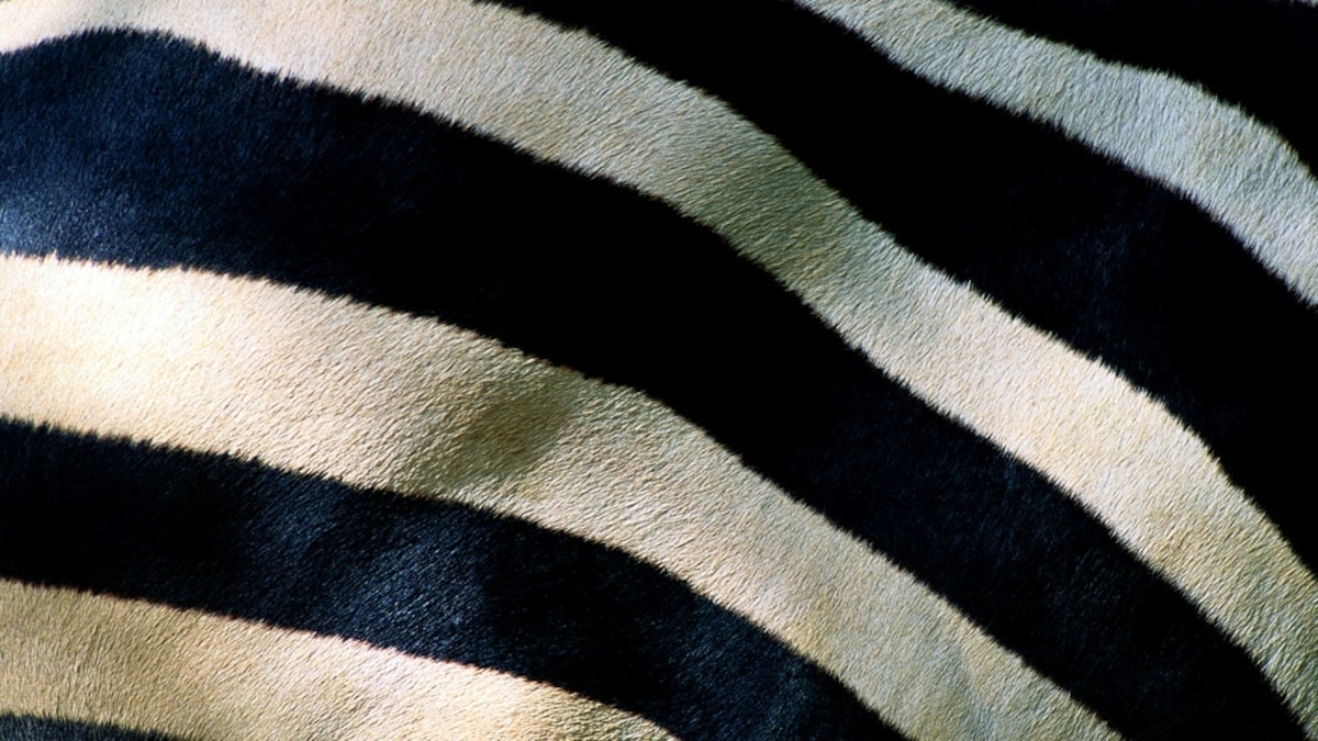 Animal Pattern Photos, Picture Gallery, Desktop Wallpaper – National ...