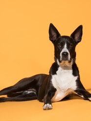Why Do They Call A Dog A Dog Why Do They Call A Dog A Dog