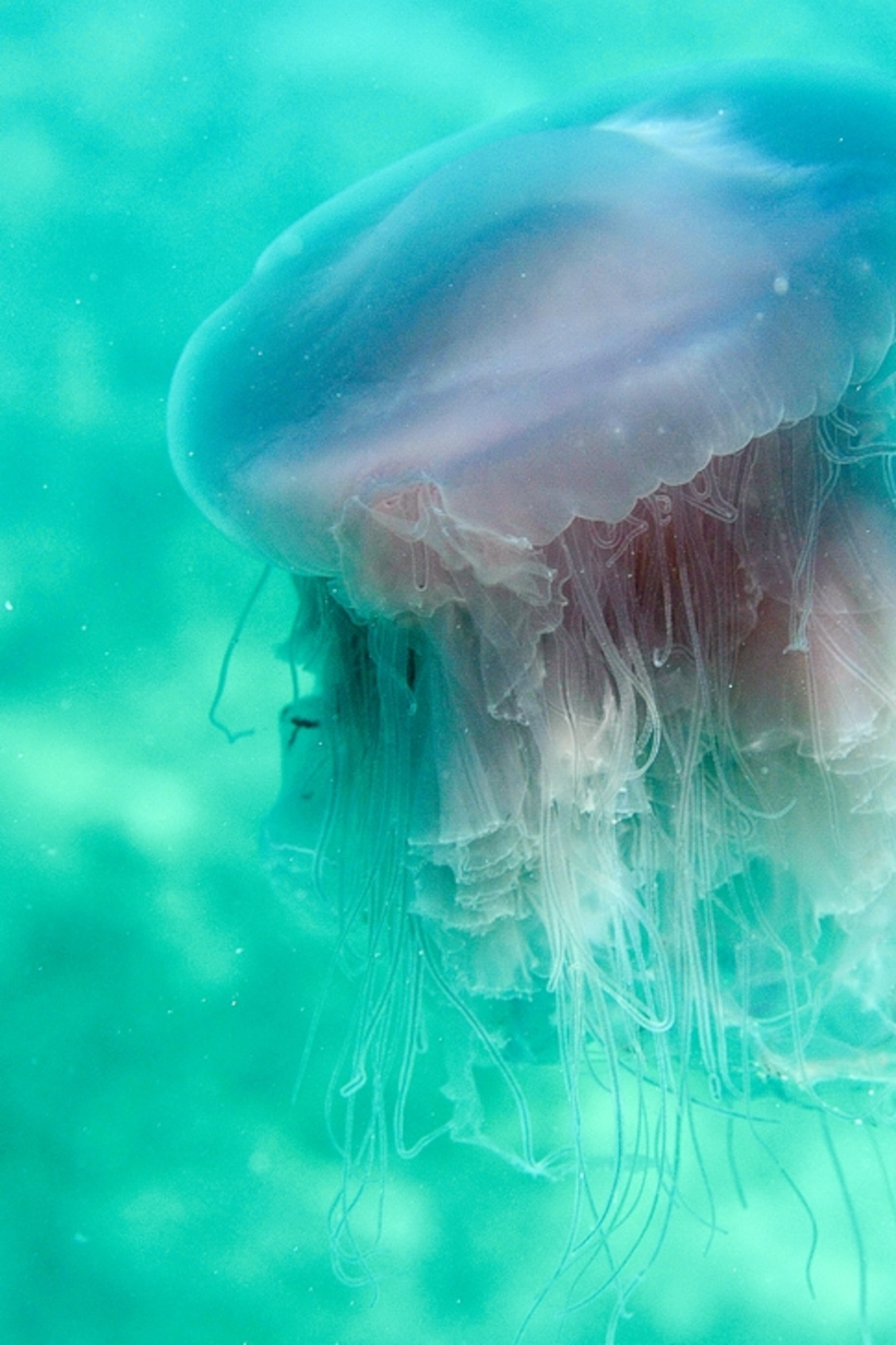 Jellyfish Florida Keys
