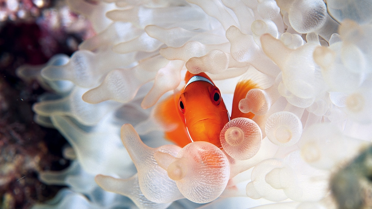 Breeding Aquarium Fish Can Help Save Reefs | National Geographic