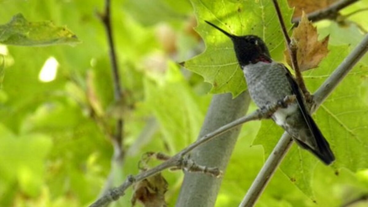 Photo safari – hummingbird | National Geographic
