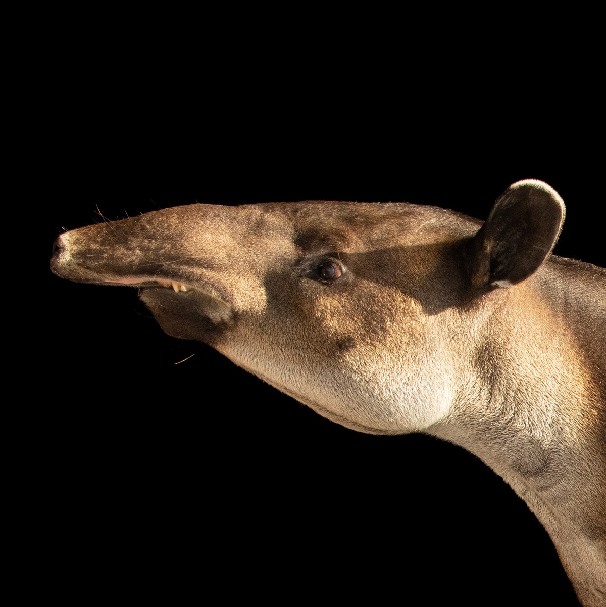Baird's tapir, facts and photos