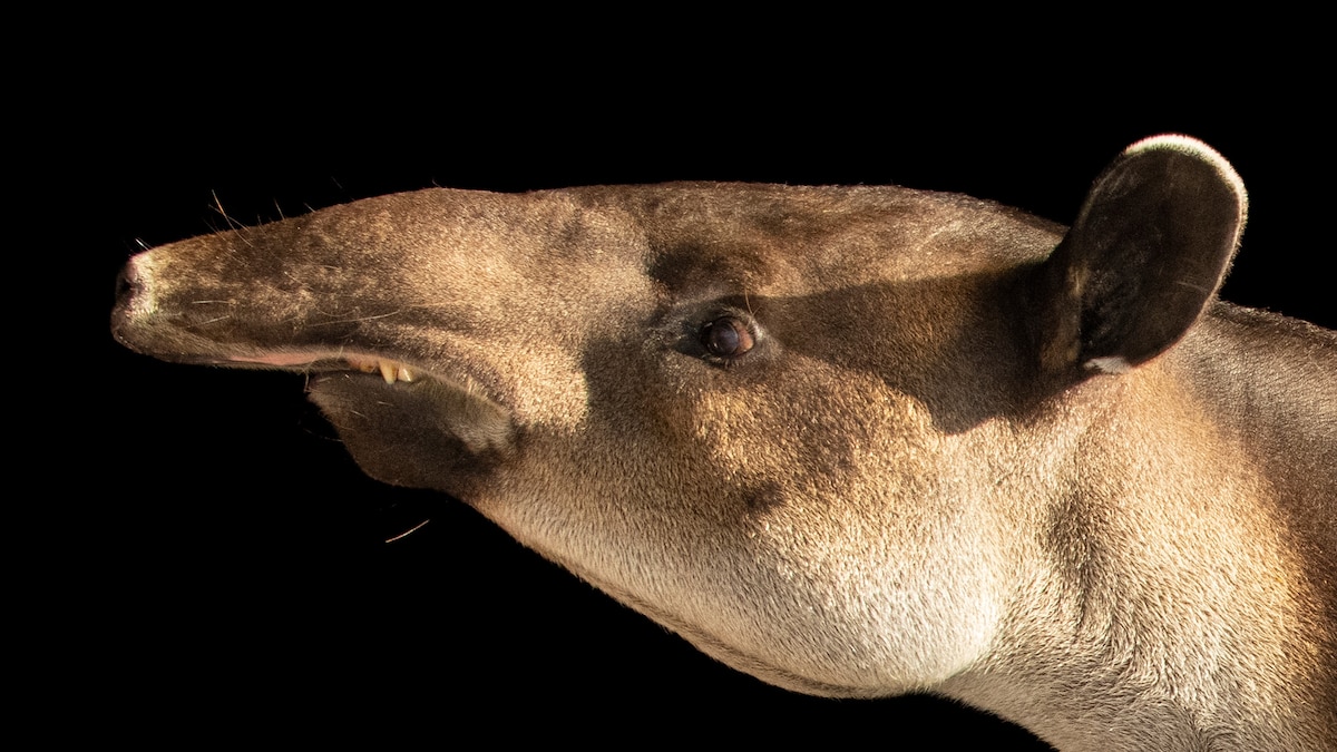 Baird's tapir, facts and photos