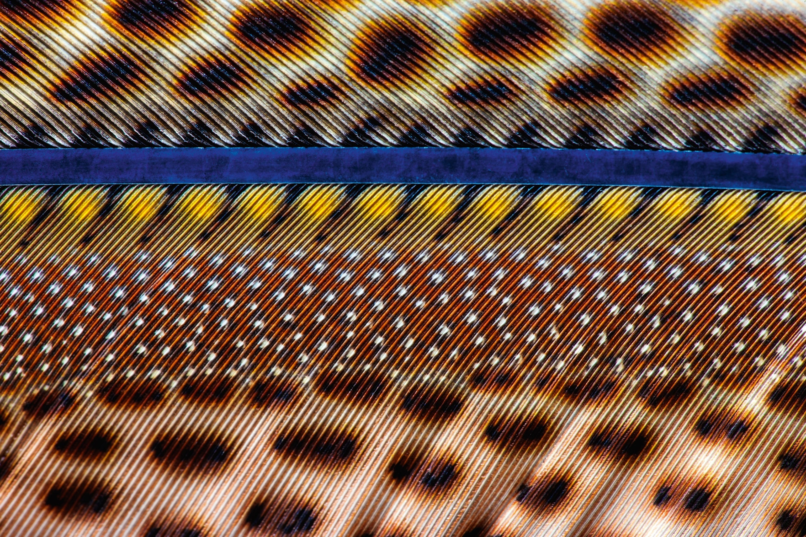 These Stunning Photos of Feathers Will Tickle Your Fancy