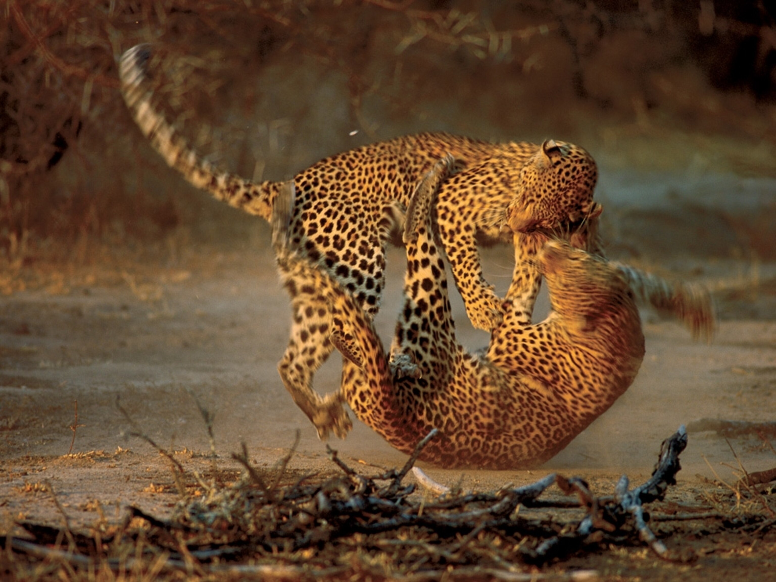 Simply Beautiful Photographs, Tips on Capturing Motion, Gallery ...