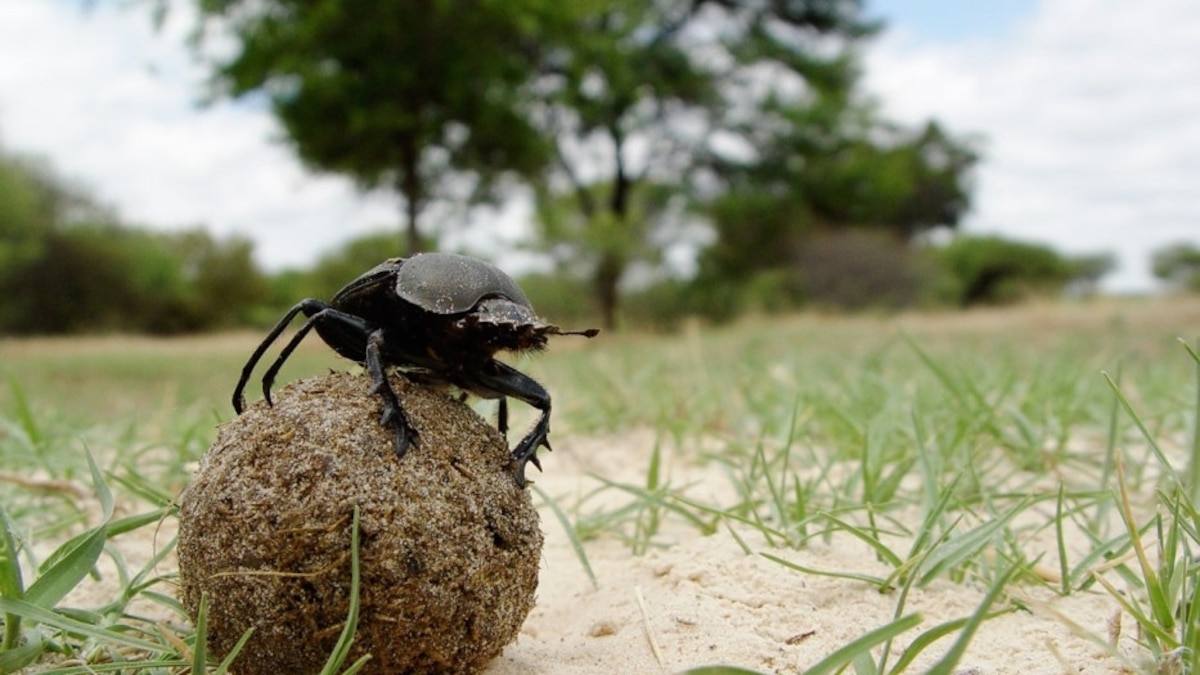 Dung Beetles Navigate Via the Milky Way, First Known in Animal Kingdom ...
