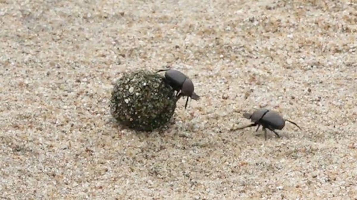 Dung beetles battle over ball of poop | National Geographic