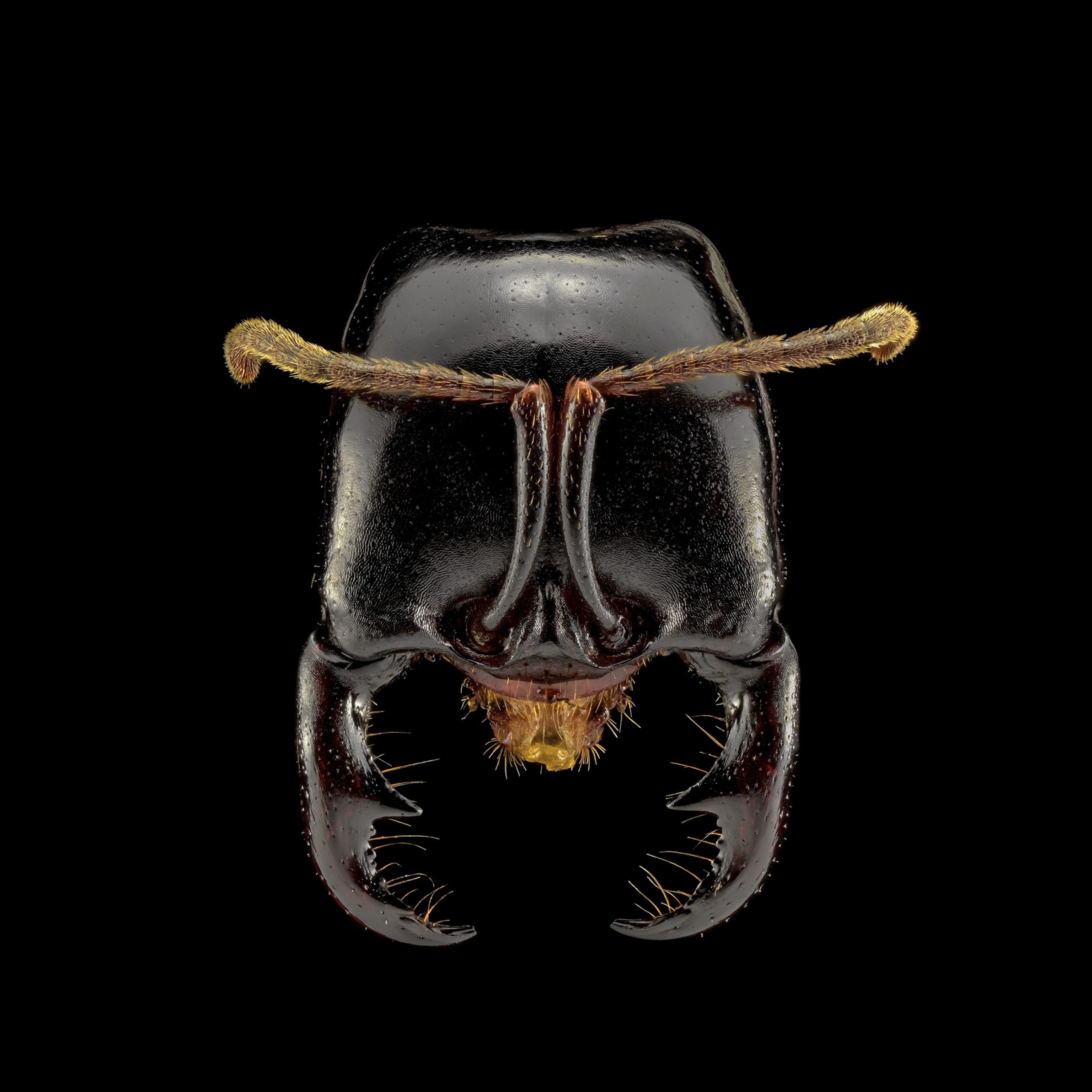 See the uncommon beauty of the common ant