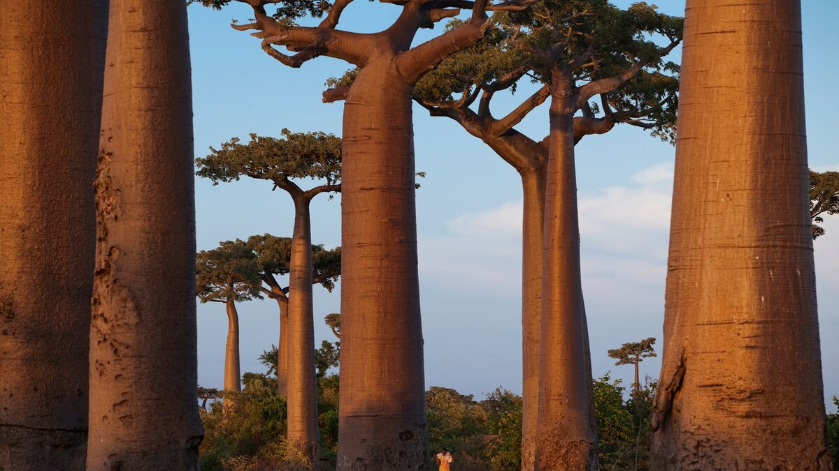 Madagascar's Pierced Heart | National Geographic