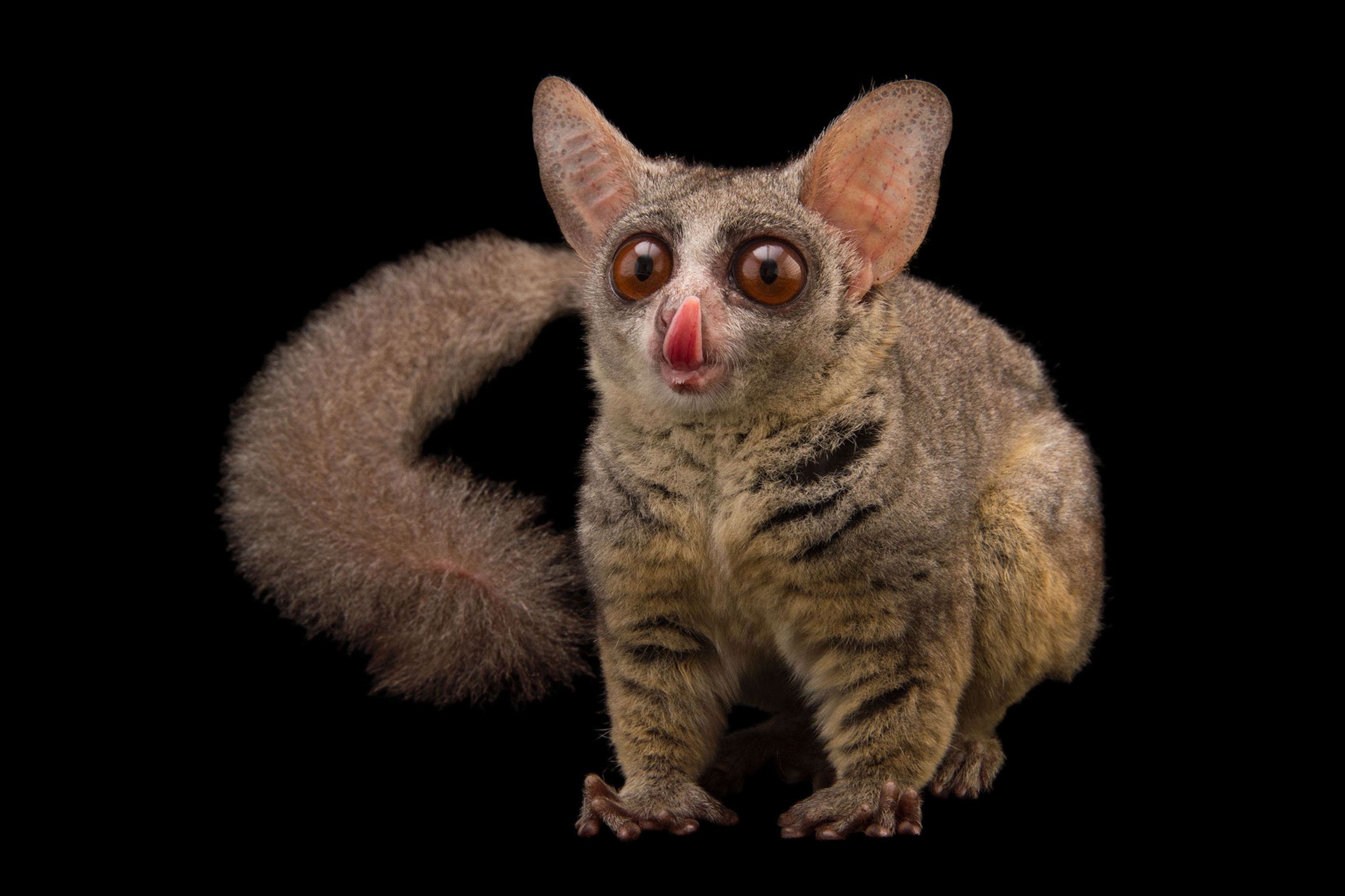 Bush Baby Pet