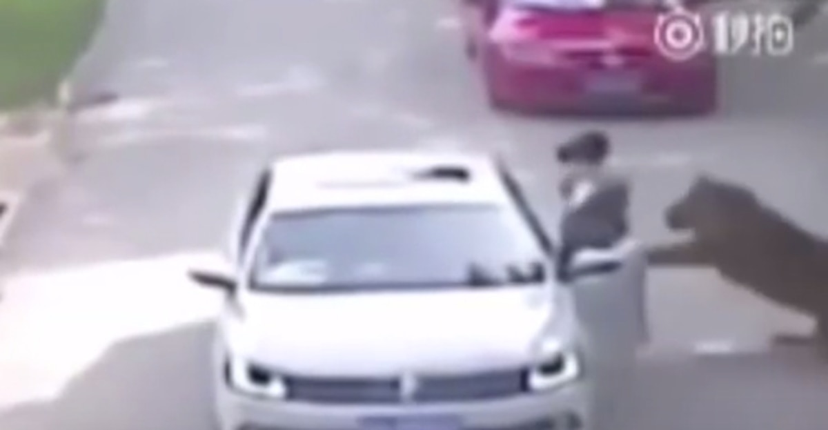 Fatal Tiger Mauling Shows What's Wrong With Animal Parks | National ...