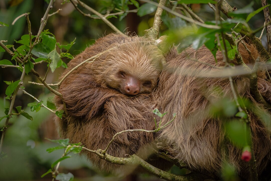 Sleeping Wild Animals
