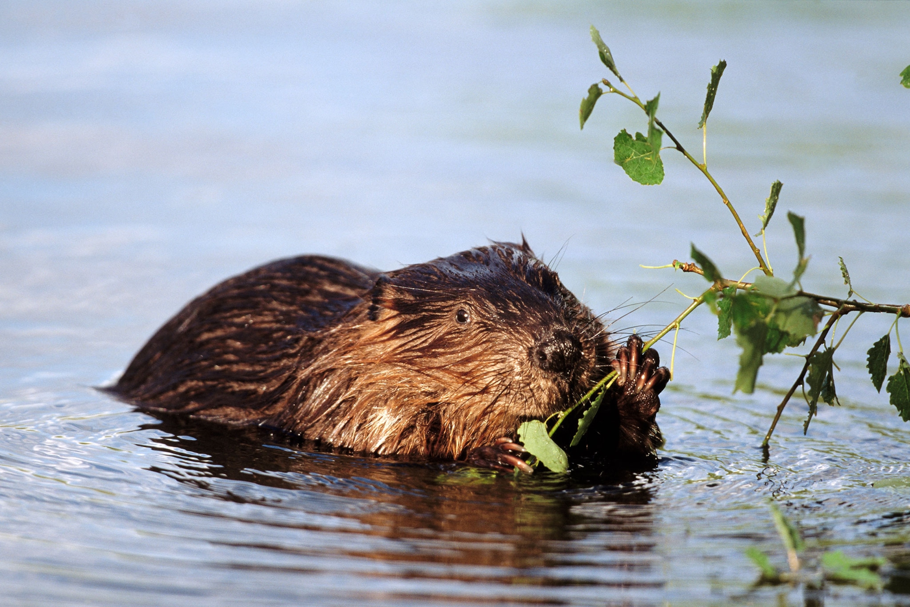 Beavers Have Vanilla-Scented Butts and More Odd Facts