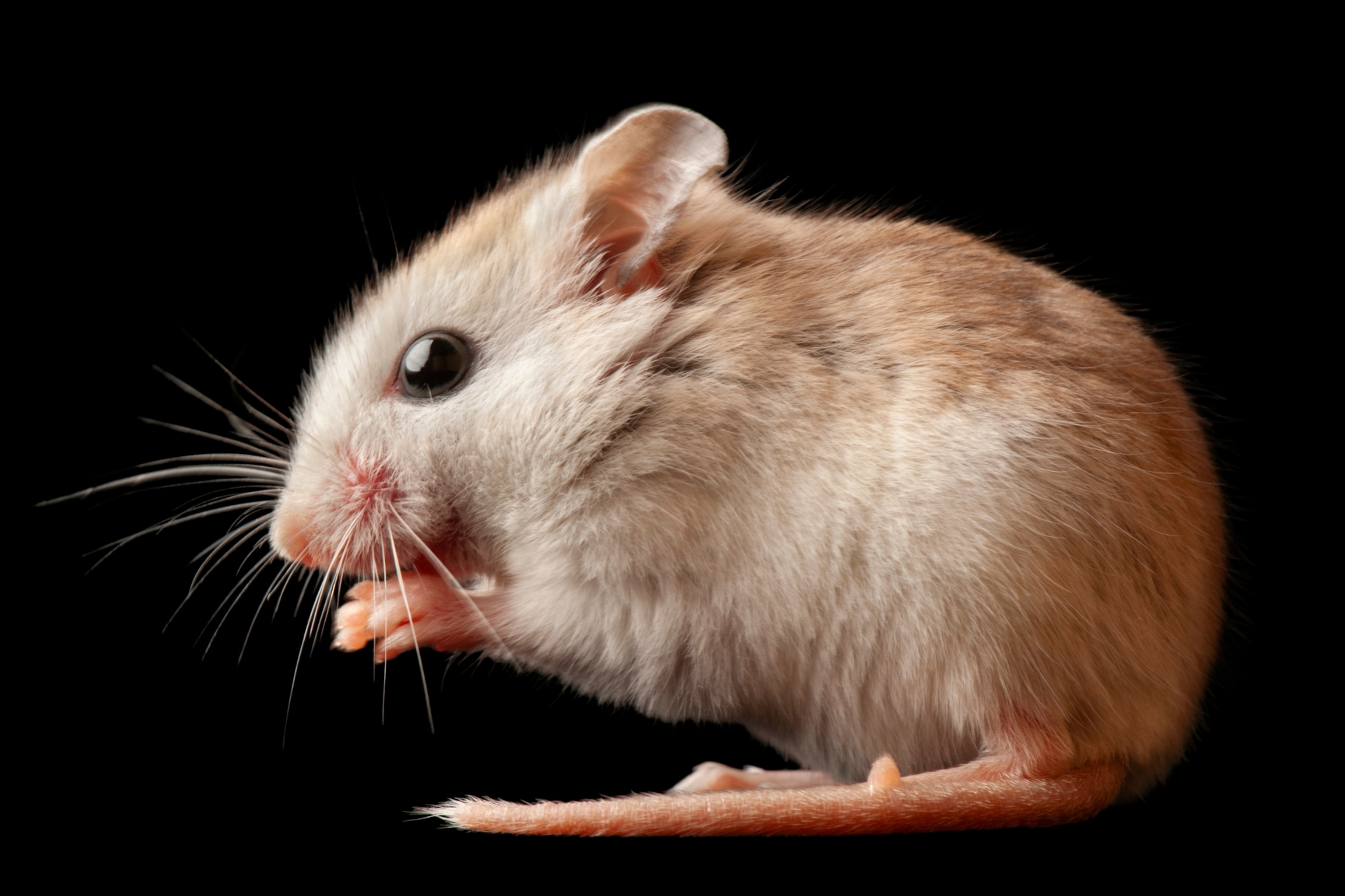 These 5 lesser-known species may vanish. If they do, we’re all in trouble.