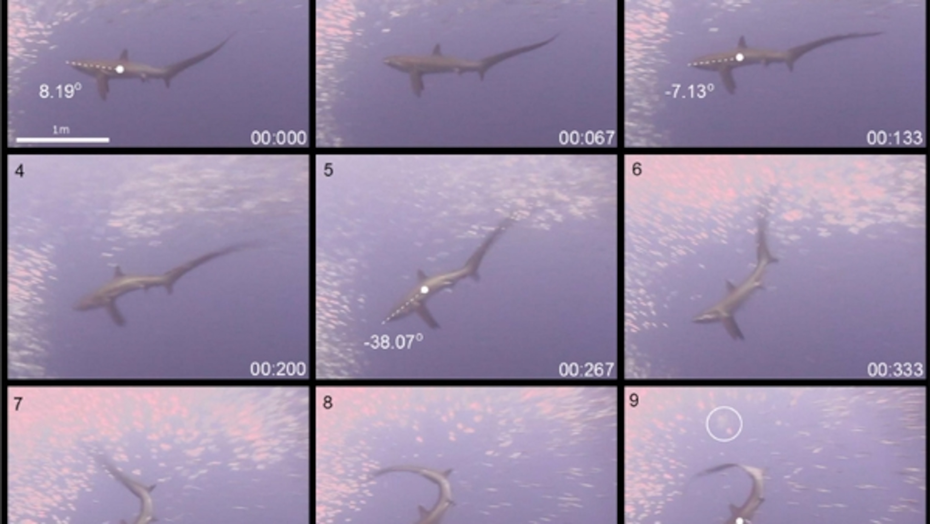 Thresher Shark Tail Whip