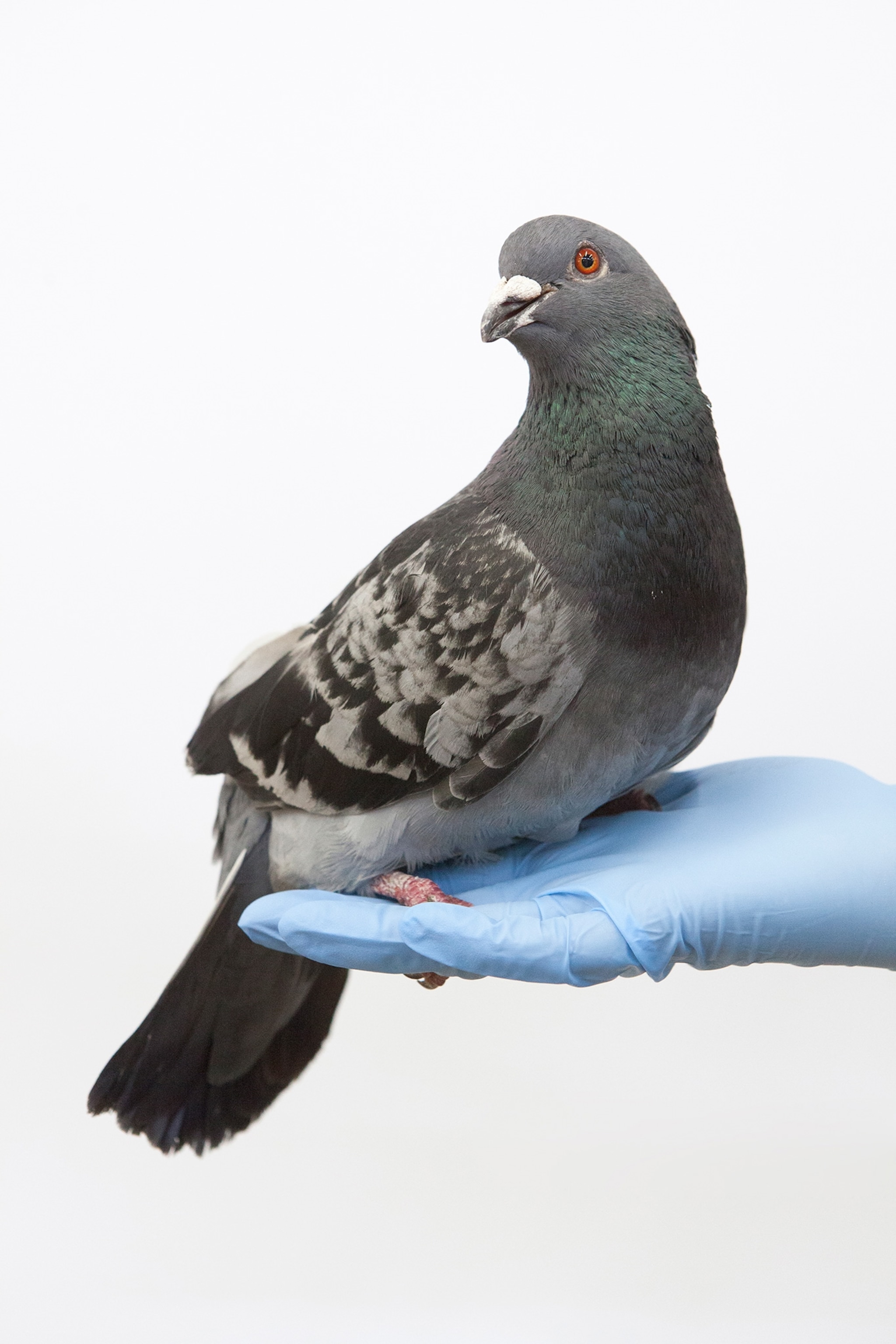 Human Hands Hold the Fate of These Fragile Birds | National Geographic