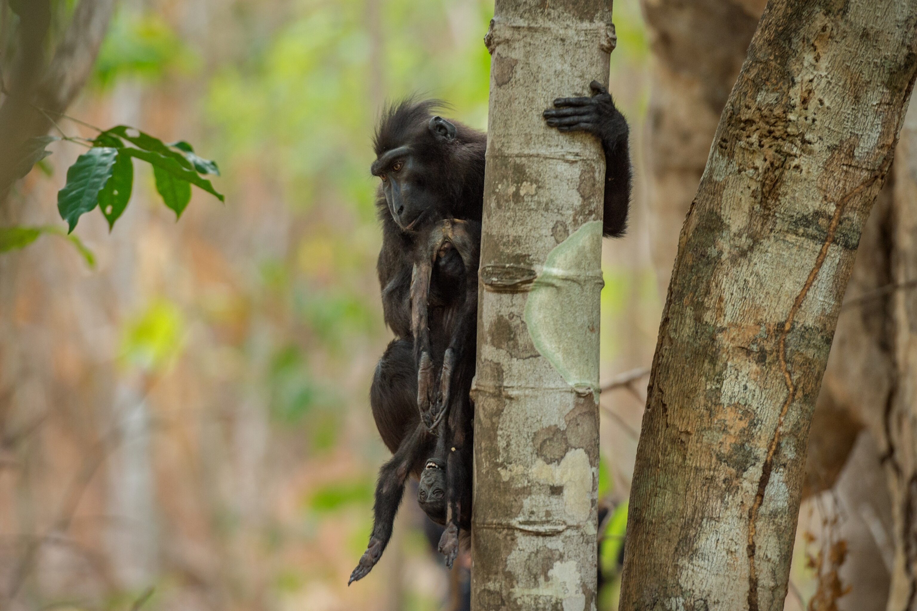 For These Monkeys, It’s a Fight for Survival