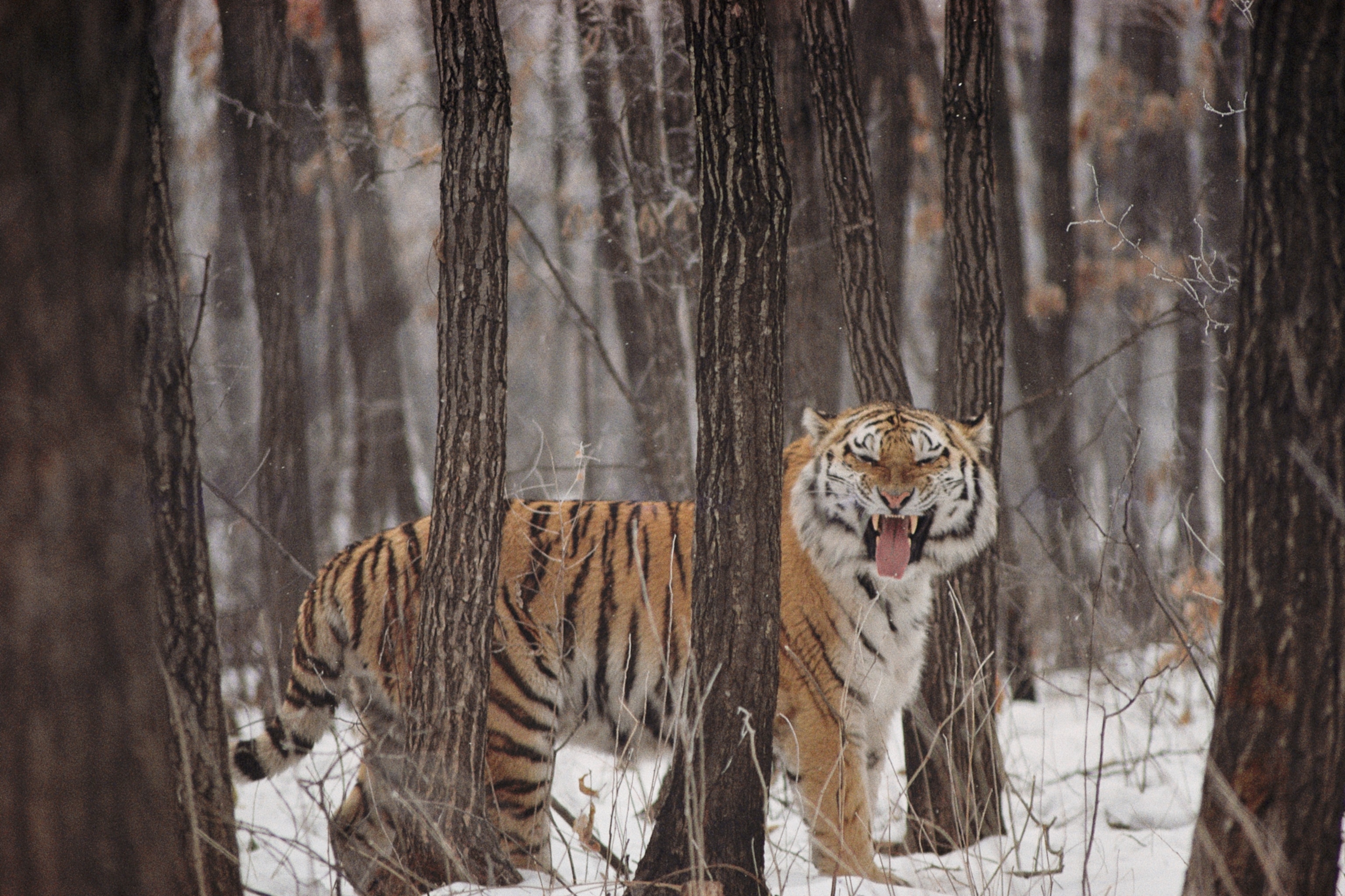 See some of Nat Geo’s most striking photos of tigers—ever