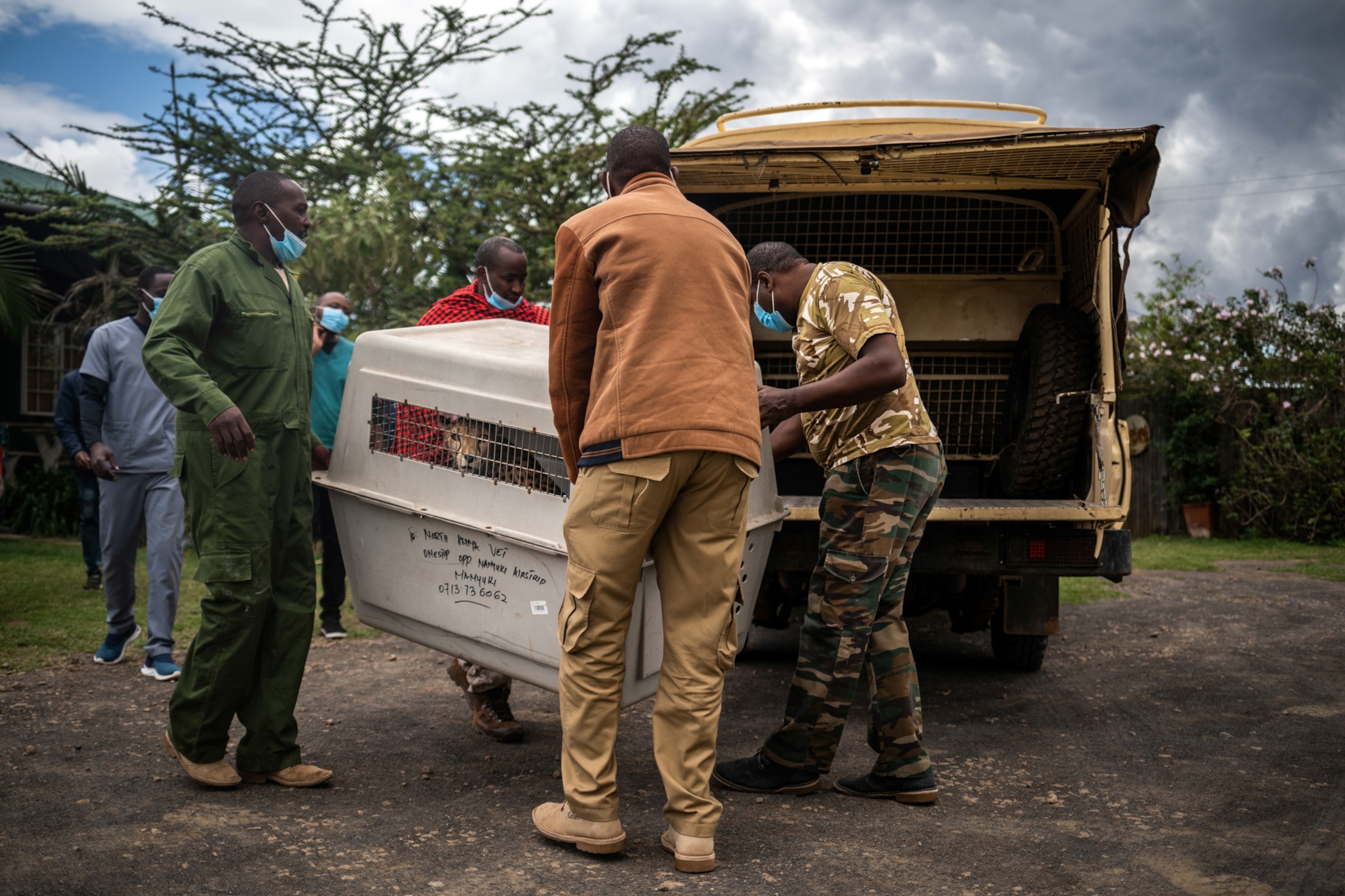 Photographing the sleepless, three-day effort to save an injured cheetah