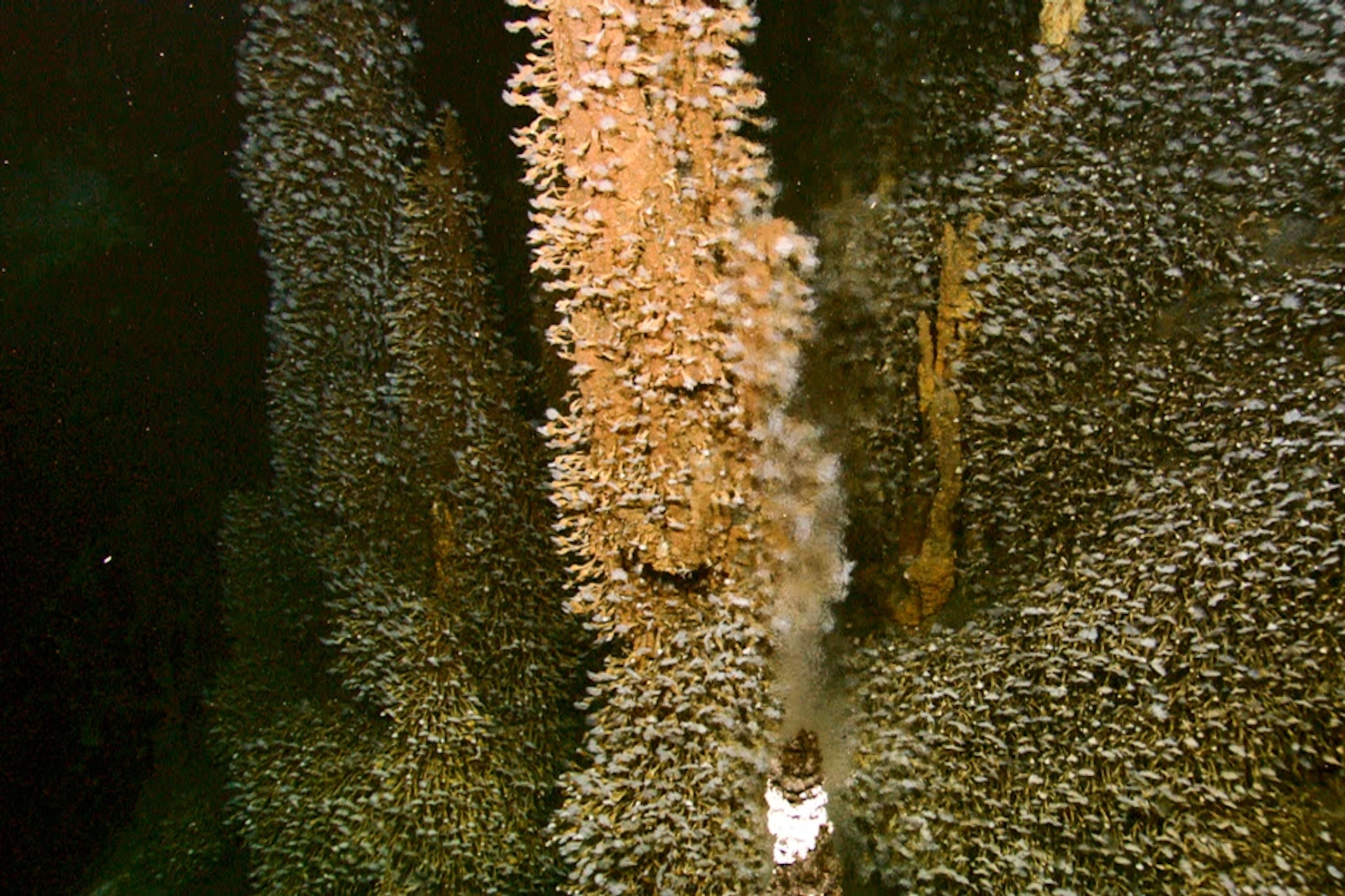 Pictures: Giant Undersea Volcano Revealed