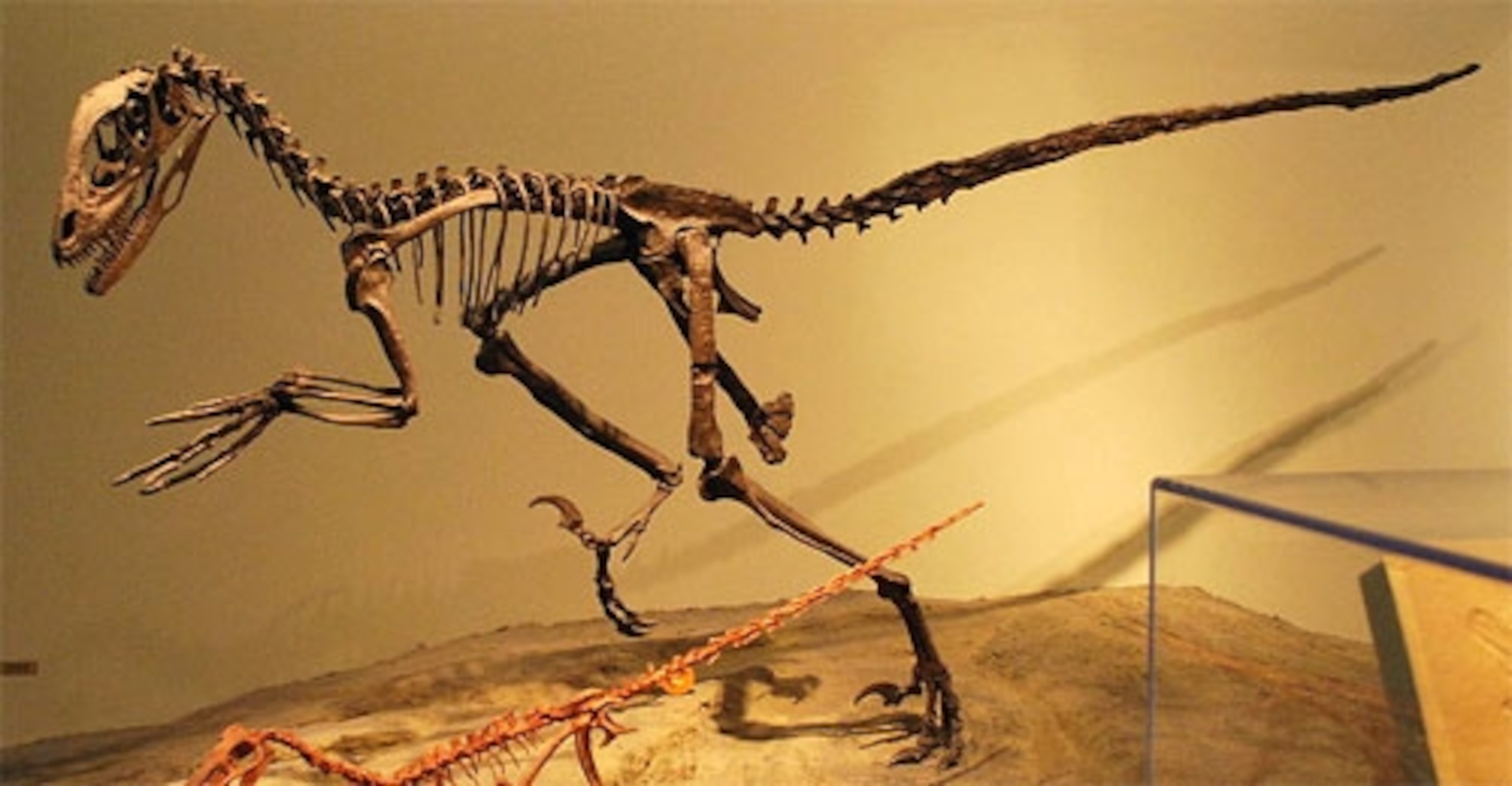 Measuring dino fitness – more evidence that two-legged dinosaurs were ...
