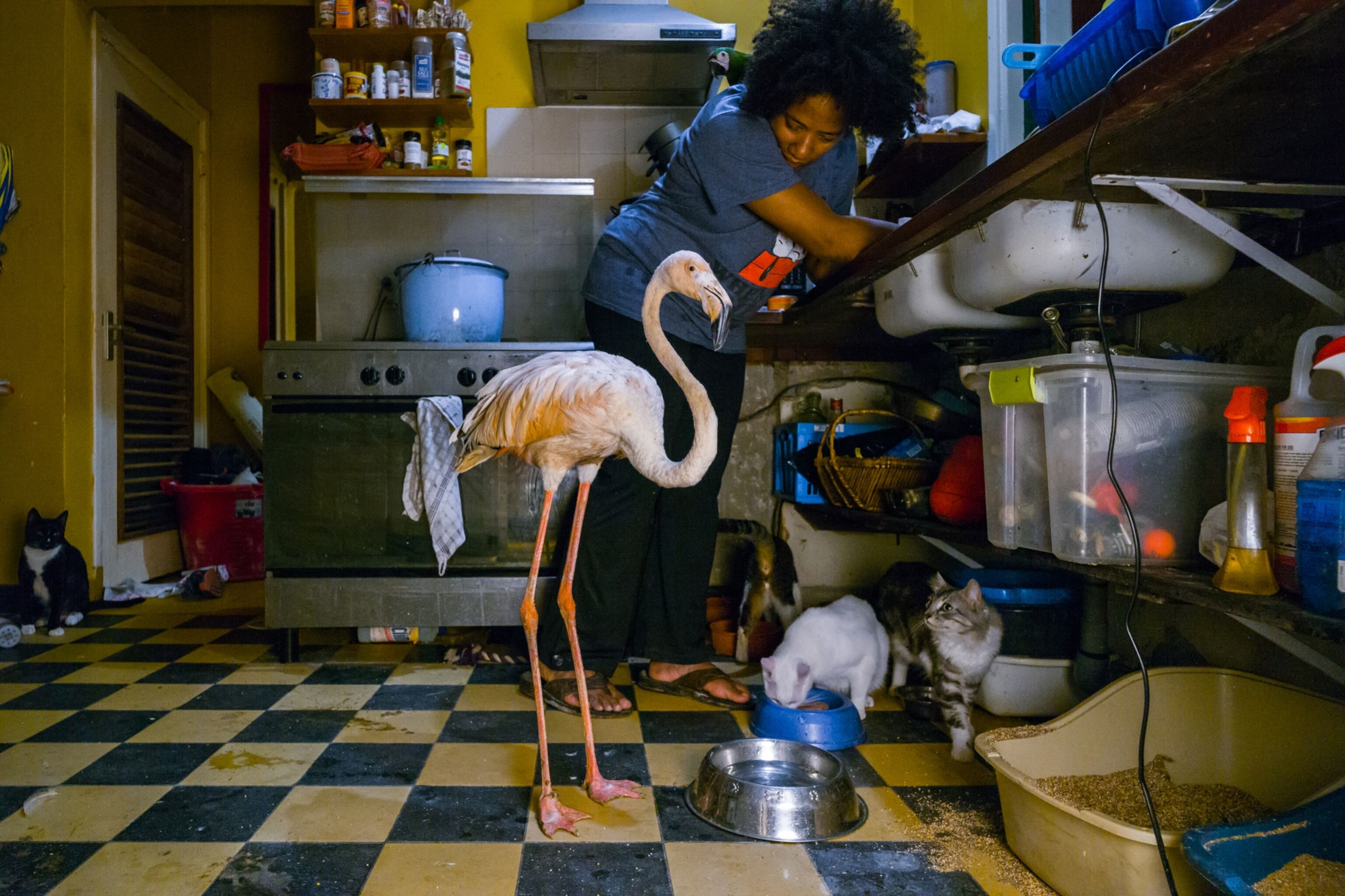 Pictures of Bob the Flamingo Ambassador of Curacao