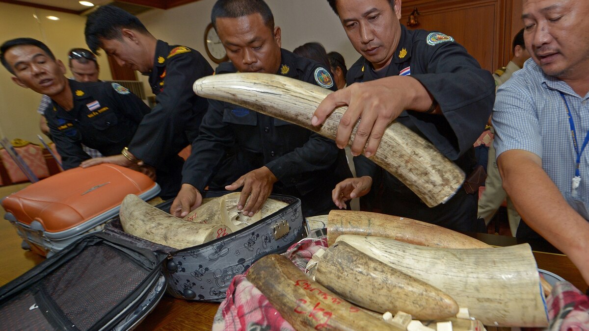 Trade Sanctions for Three Countries Over Illegal Ivory | National ...