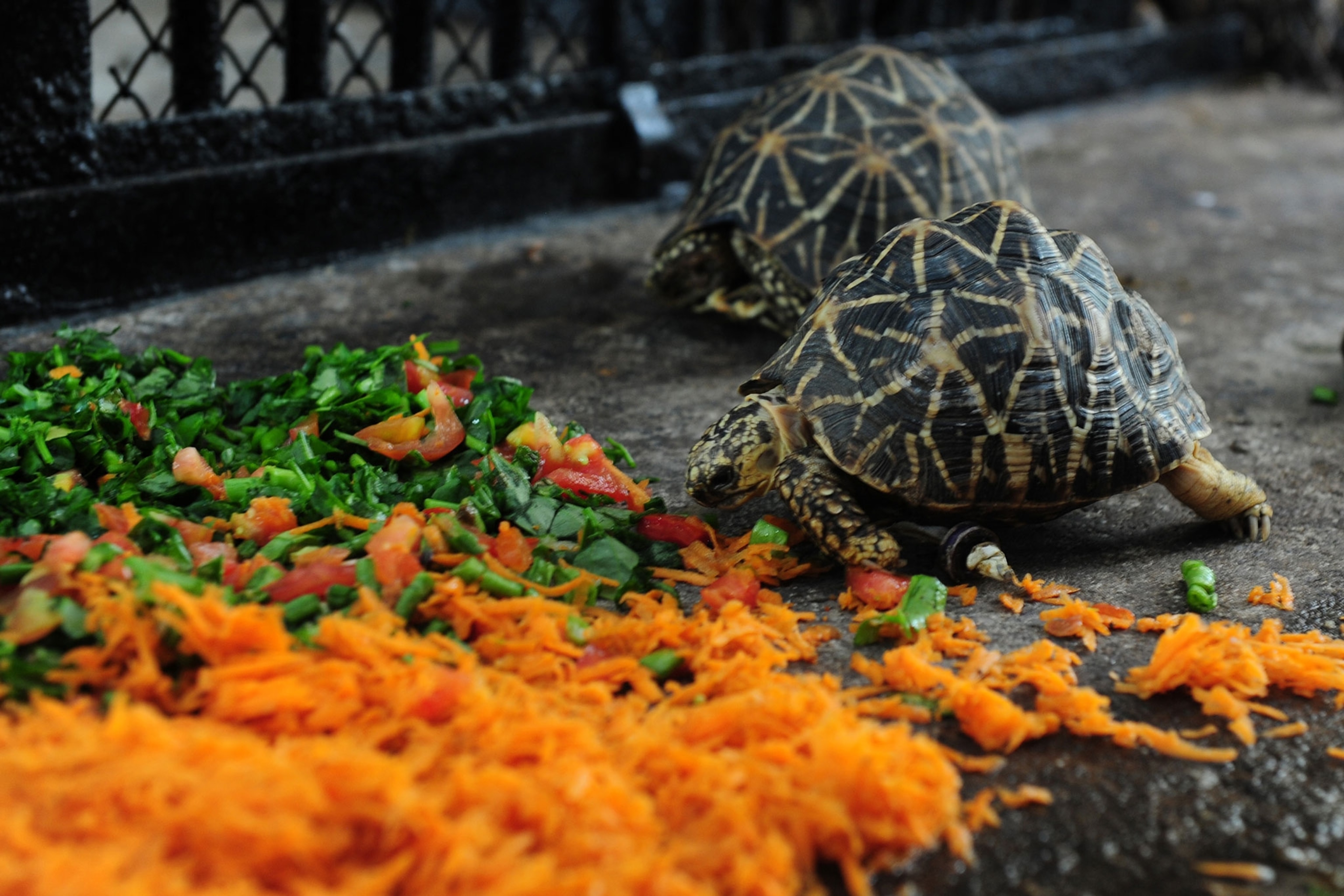 Amputee Tortoise Gets Moving With Wheels