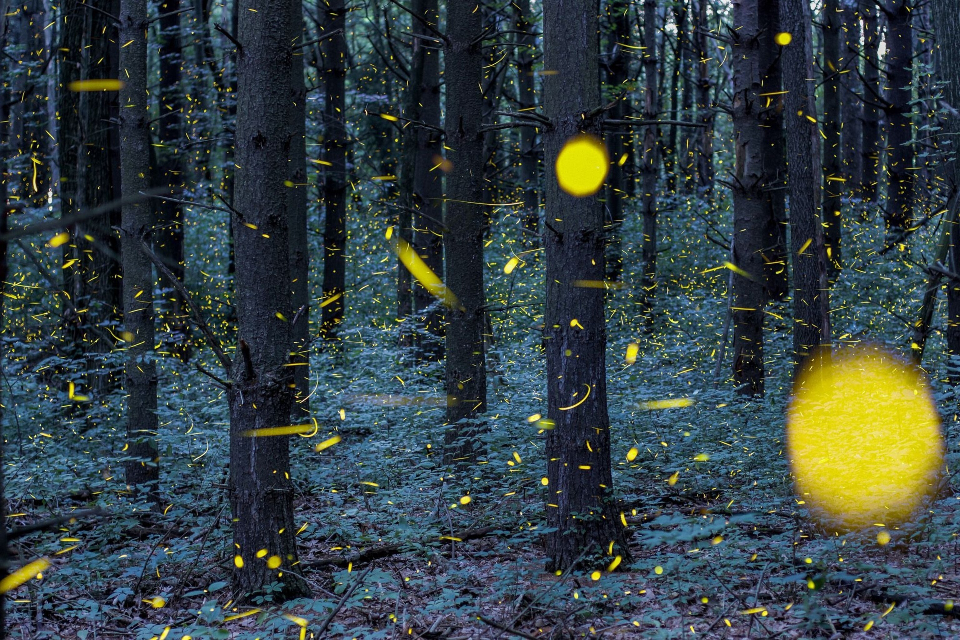 How Do Fireflies Glow? Mystery Solved After 60 Years