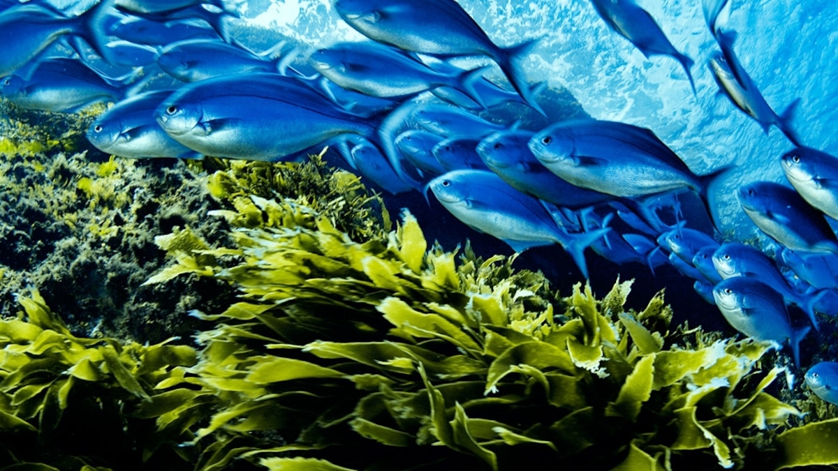 Photo Gallery — Ocean Soul — National Geographic | National Geographic